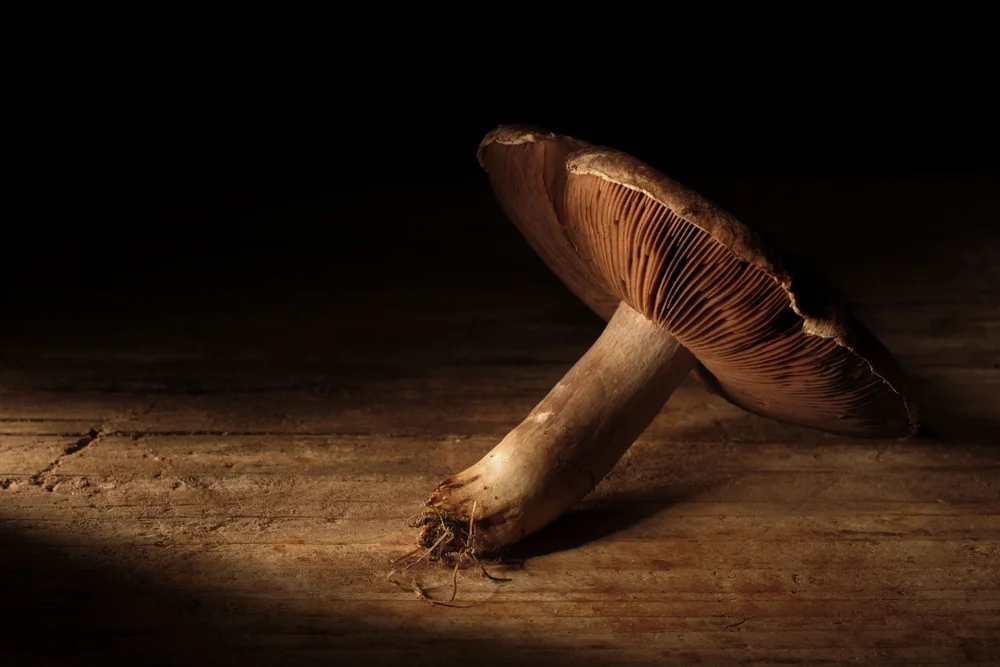 Martin Prothero — GBS Fine Art