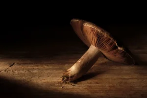 Martin Prothero — GBS Fine Art