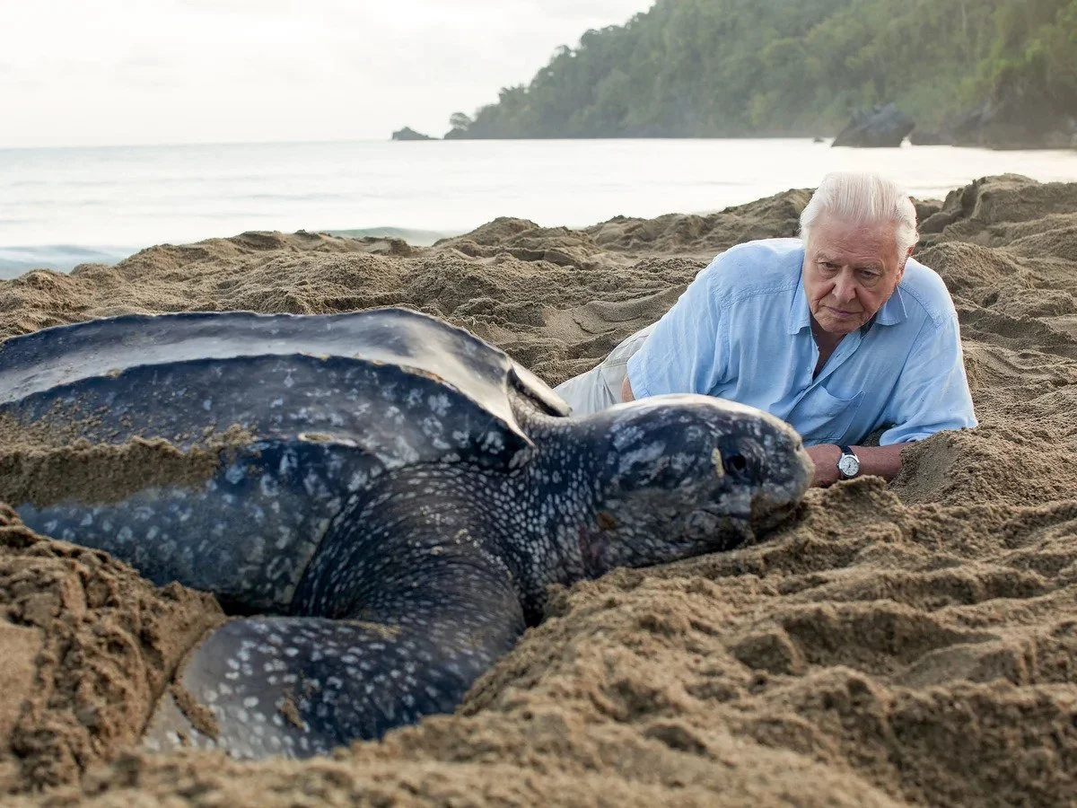 Boulder Environmental Nature Outdoors Film Festival 2025: OCEAN with ...