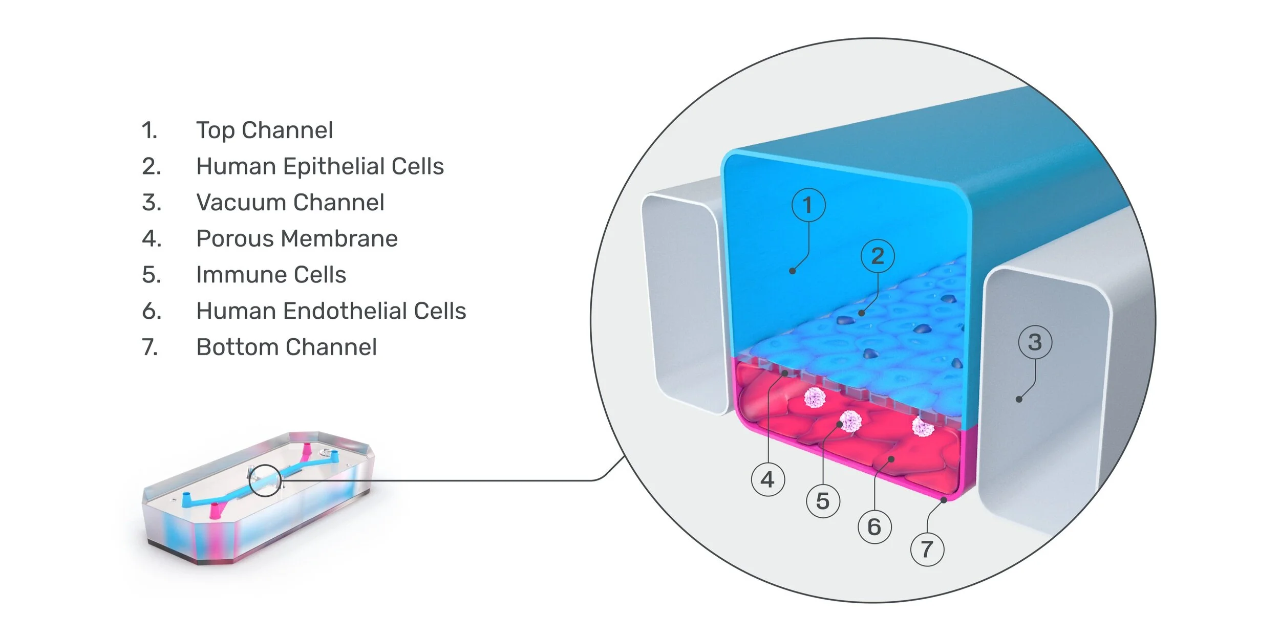 Lung-Chip — Emulate