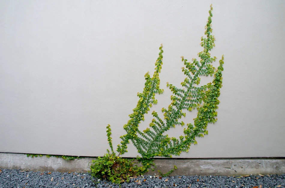French Courtyard Gardens — Lanson B. Jones & Co.