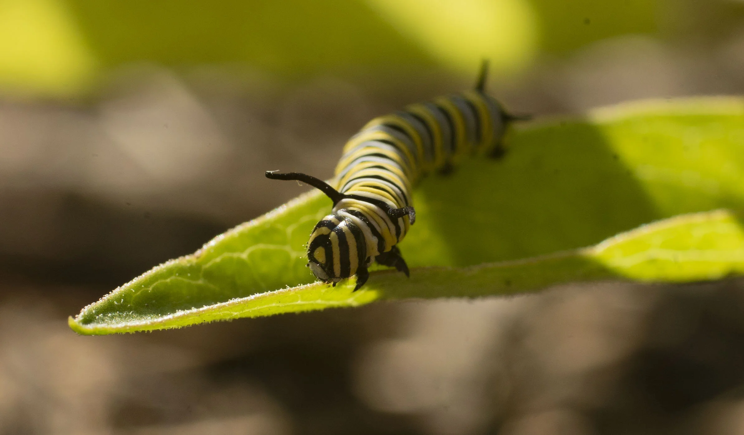 NATIVE SON GARDENS - Native Texas Landscape Design in Austin, TX