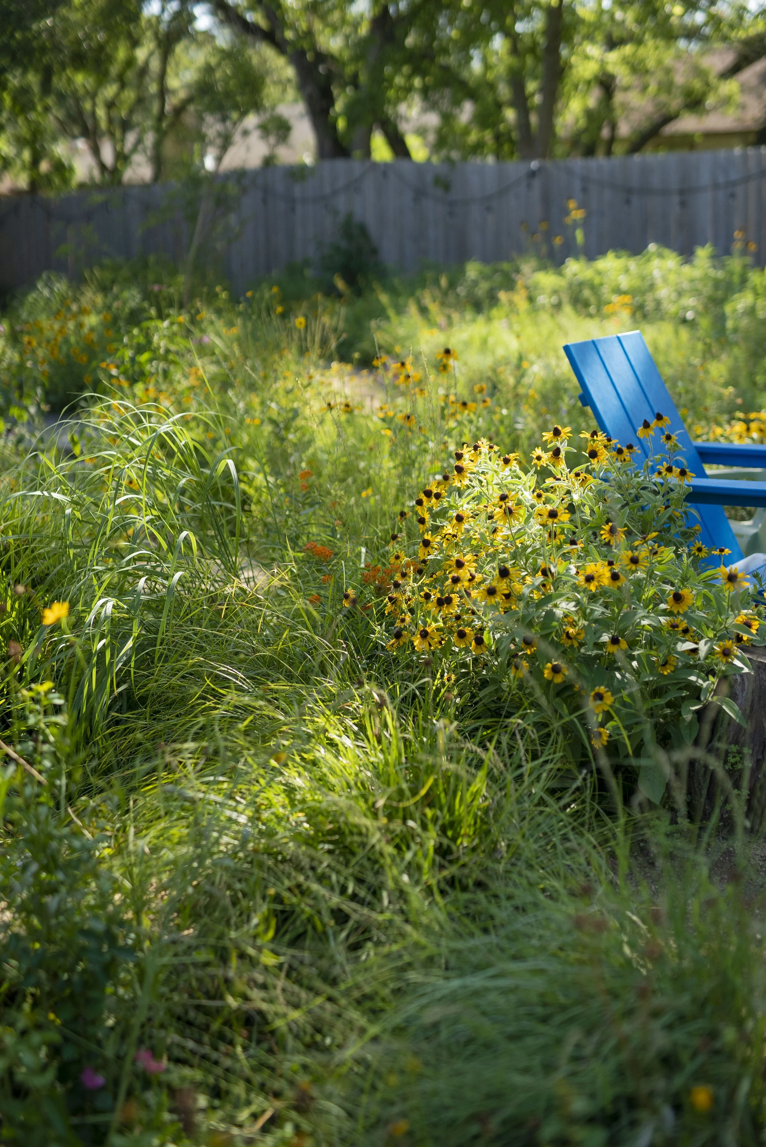 Native Son Gardens - Project Gallery — NATIVE SON GARDENS Native Texas ...