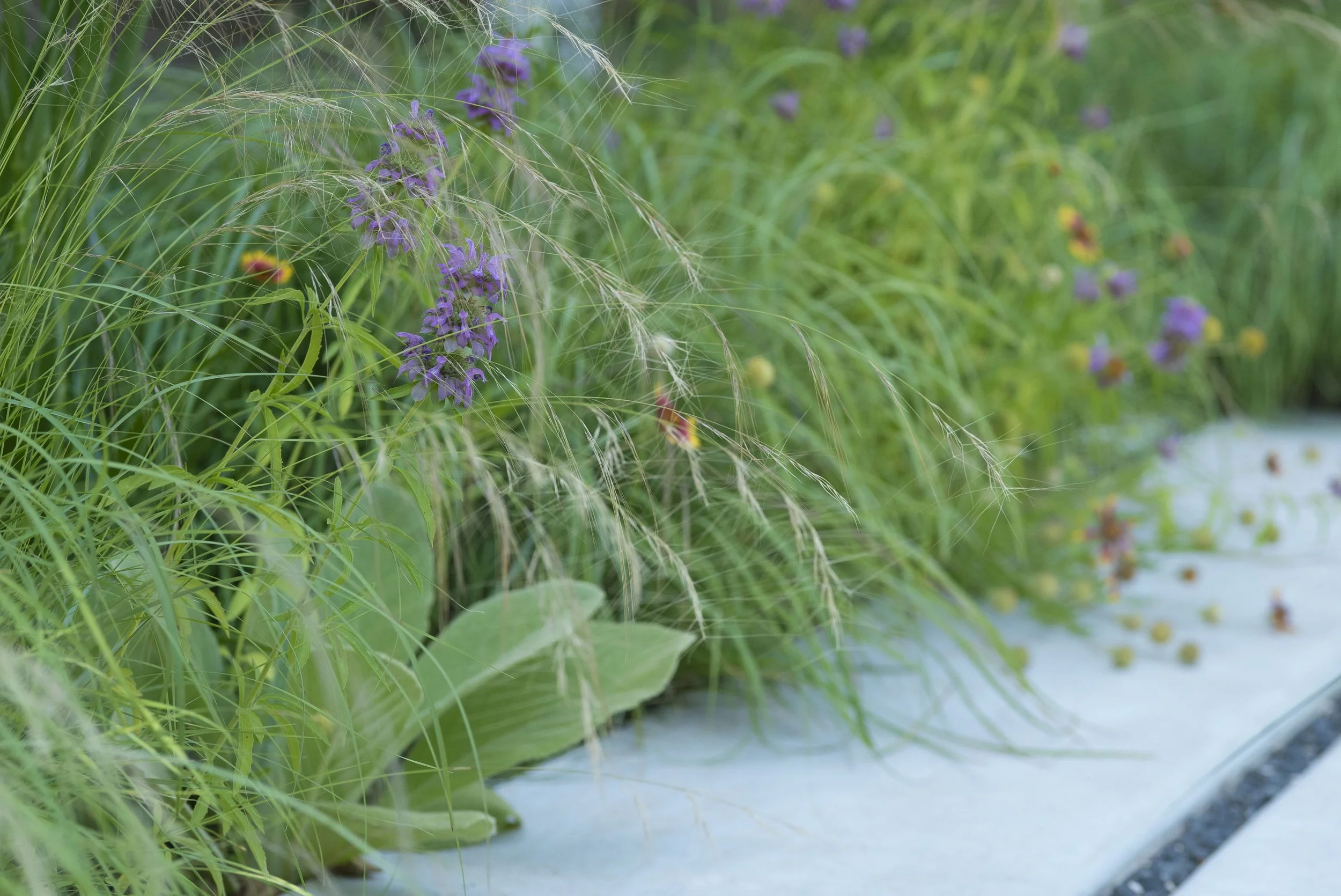 NATIVE SON GARDENS - Native Texas Landscape Design in Austin, TX