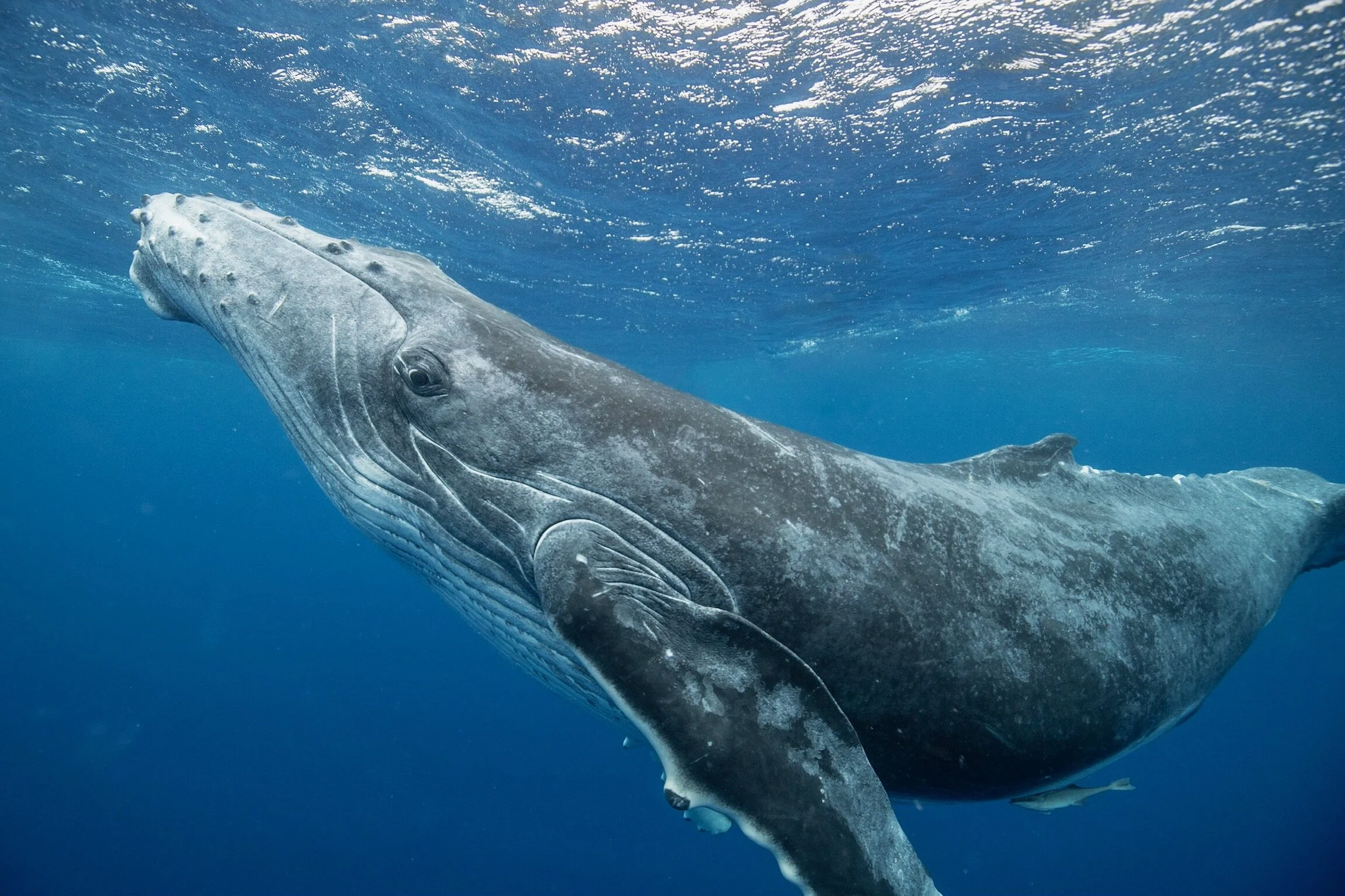 Diving Into Tonga — Blue Latitudes Foundation