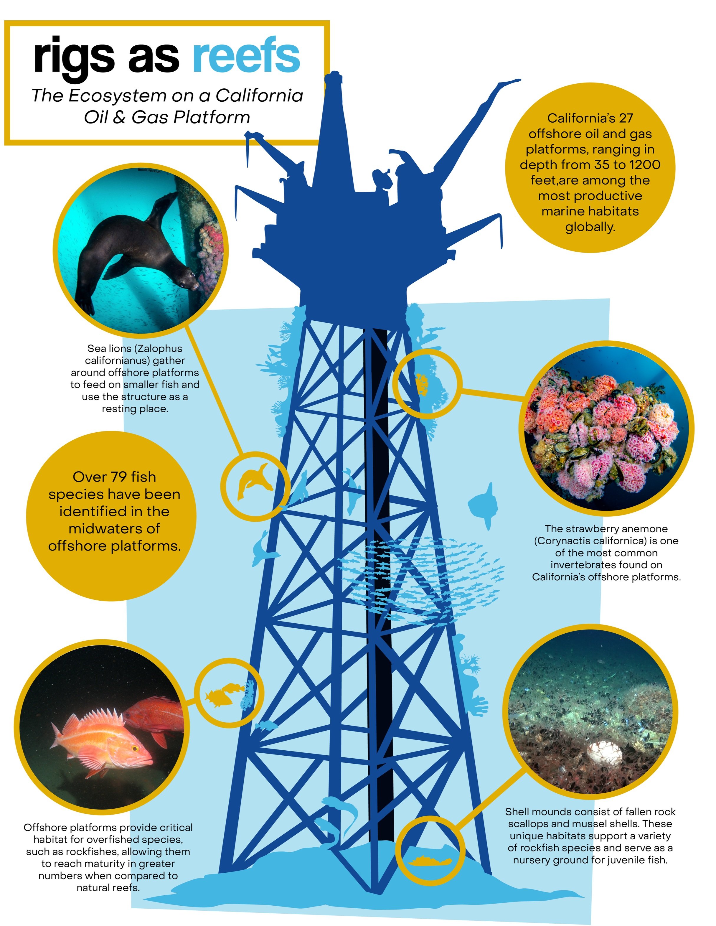 Projects — Blue Latitudes Foundation