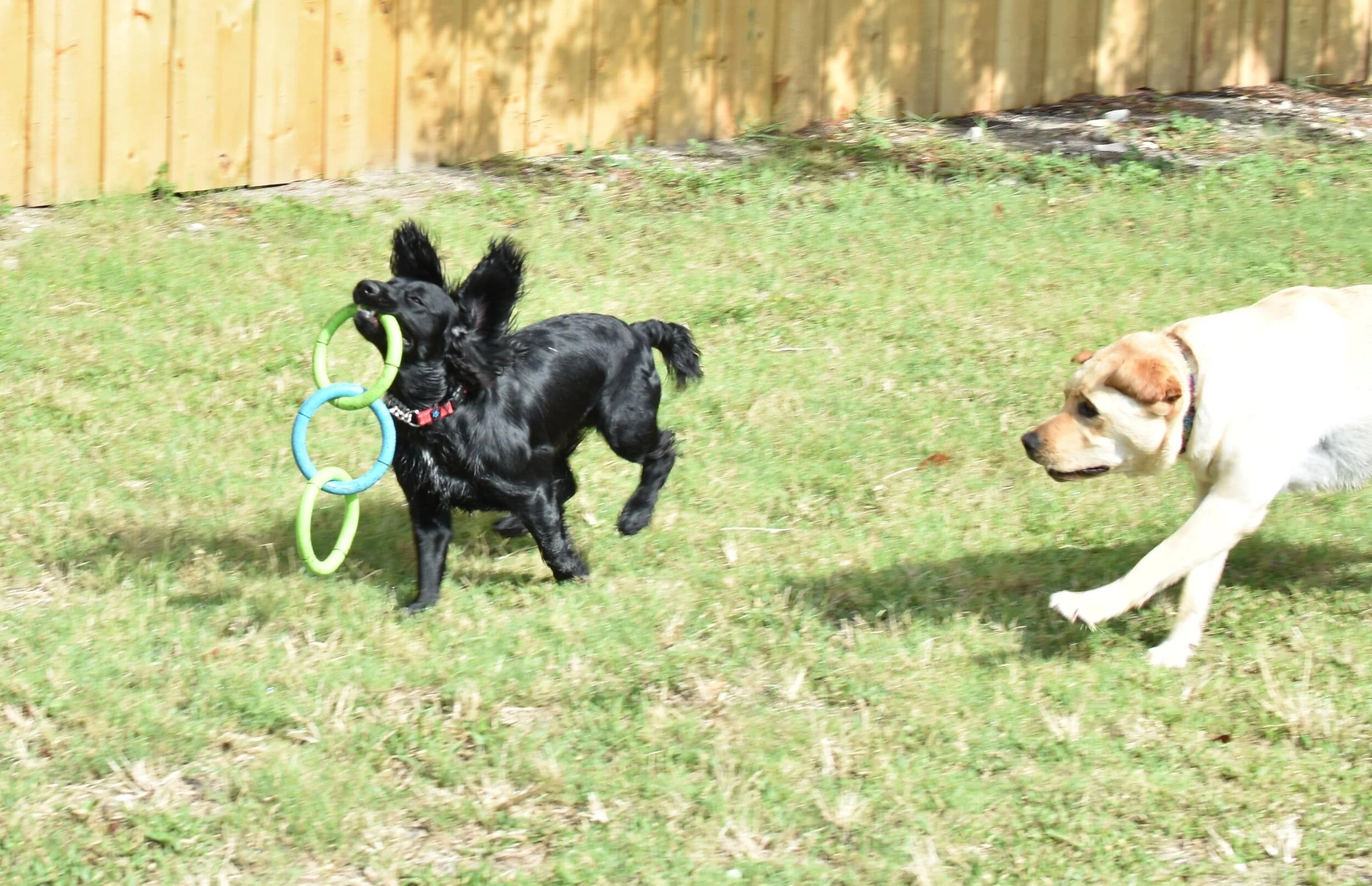 5 Tips To Help Pets After COVID-19 Lockdown — Furbaby Pet Services