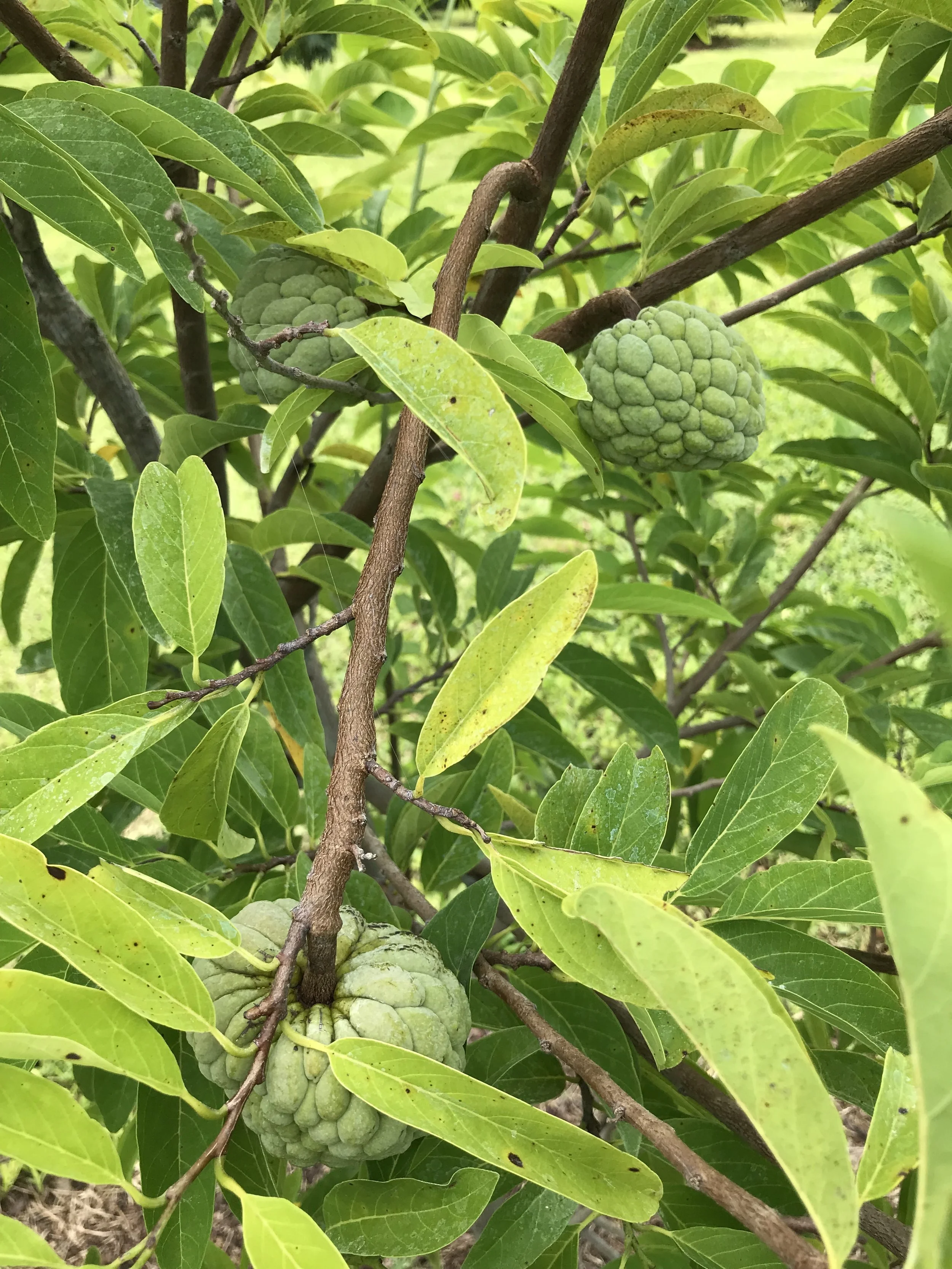 Guacalina Nursery & Broker