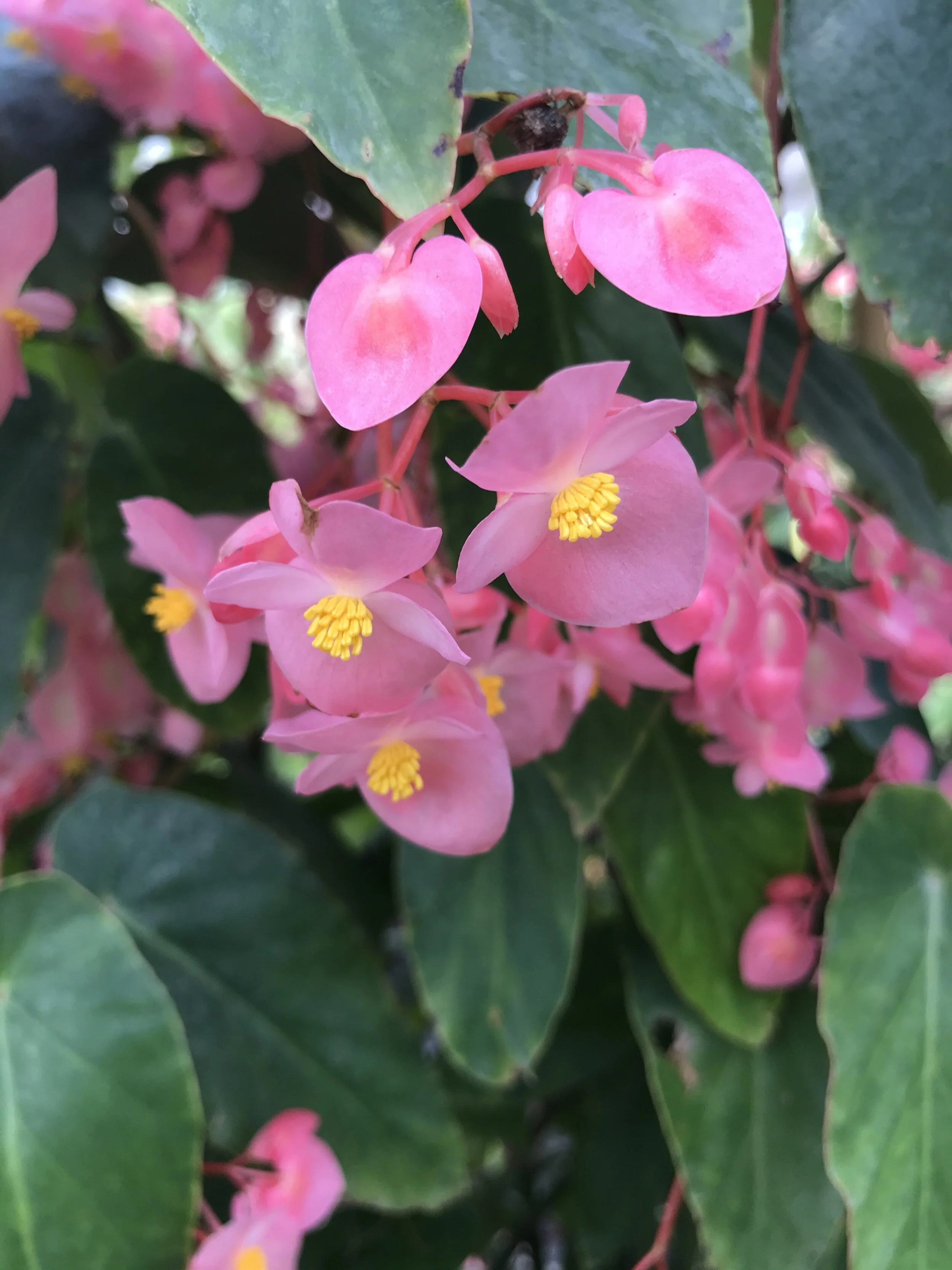 Pink Begonia