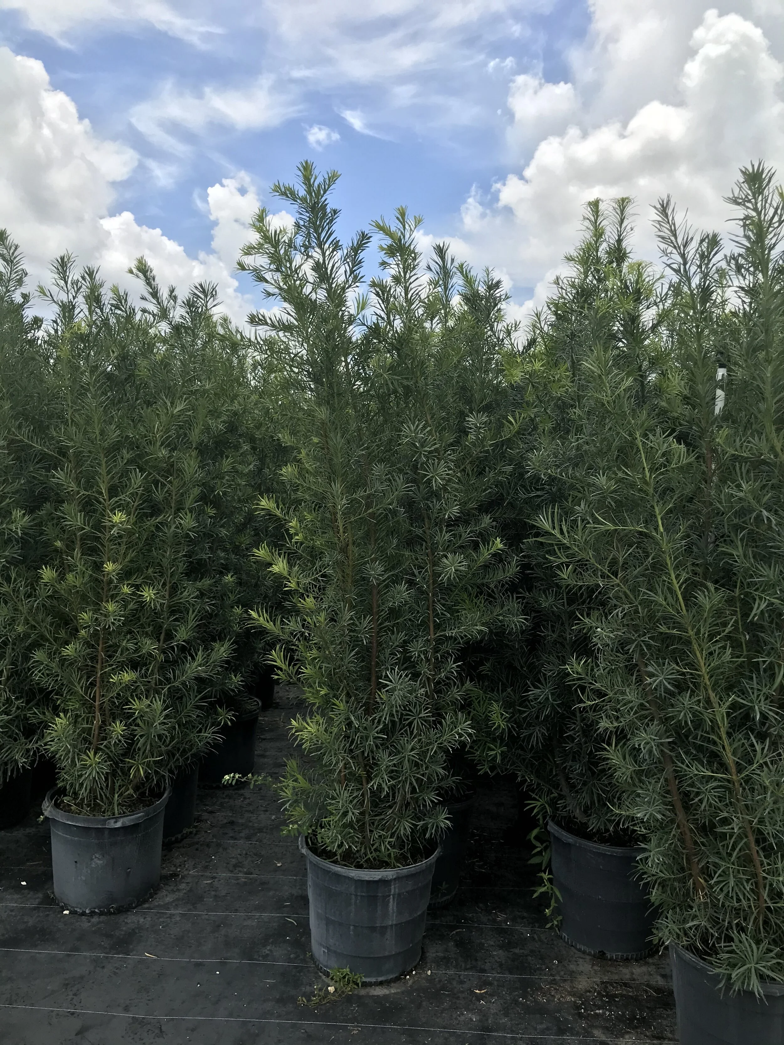 Podocarpus Hedge