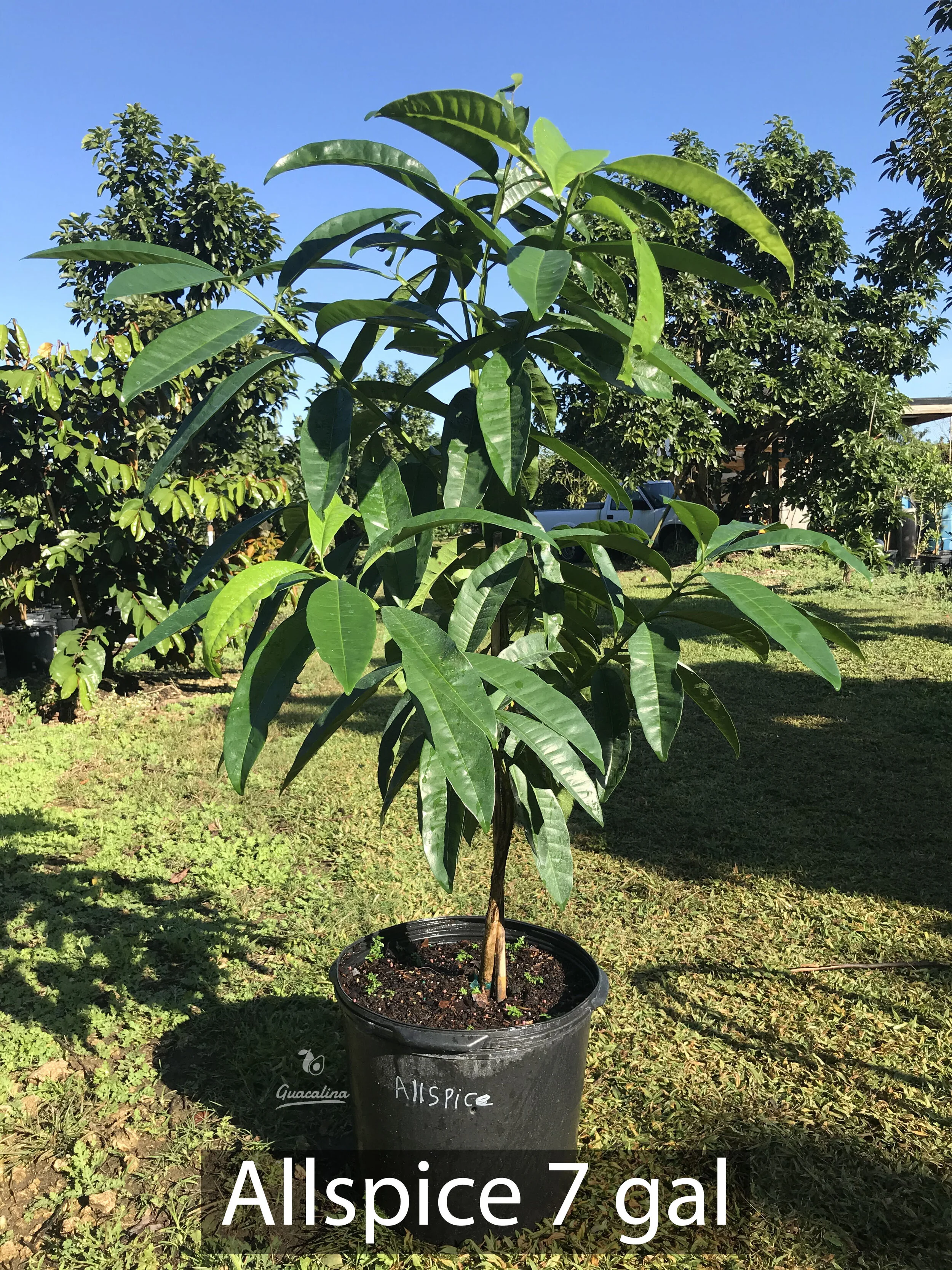 Allspice Tree