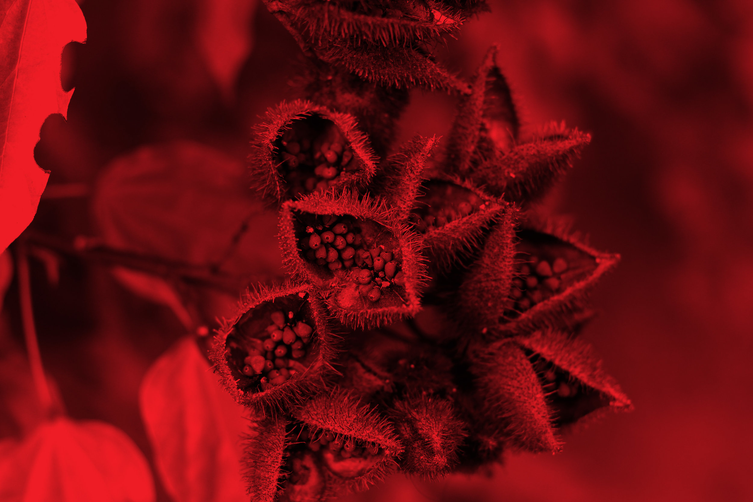 Beza Hailu Lemma — rlns