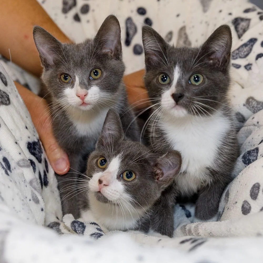 Adoptable Pets — All Animal Rescue & Friends