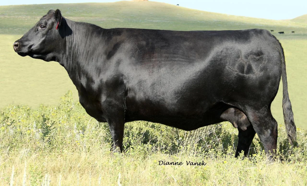Herd Females — Snowy Mountain Angus