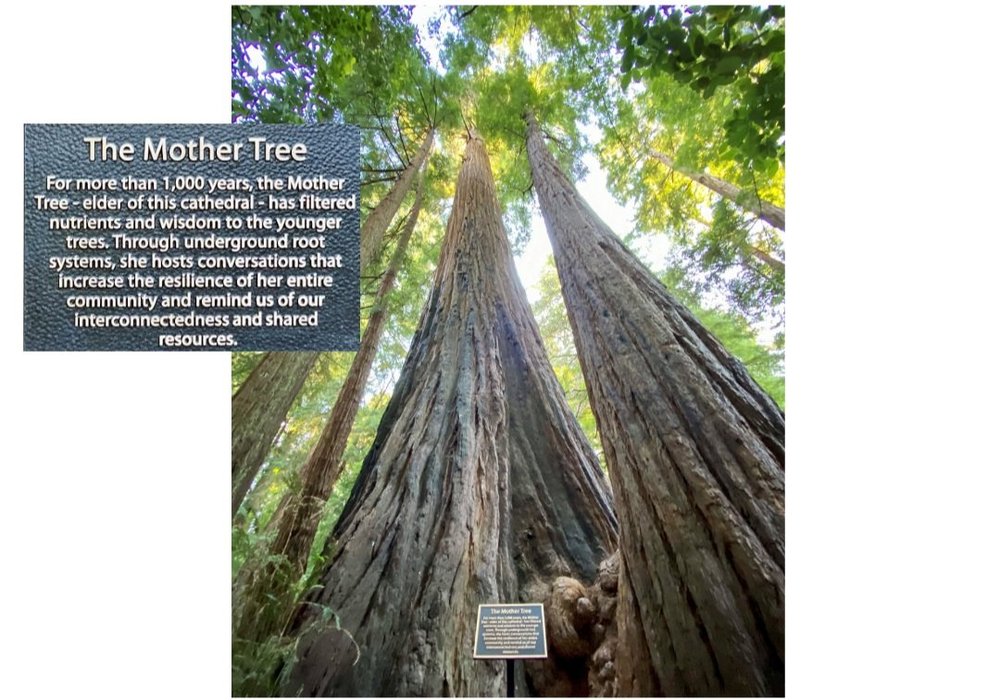 Humming Through the Holidays — Quest for Eternal Sunshine