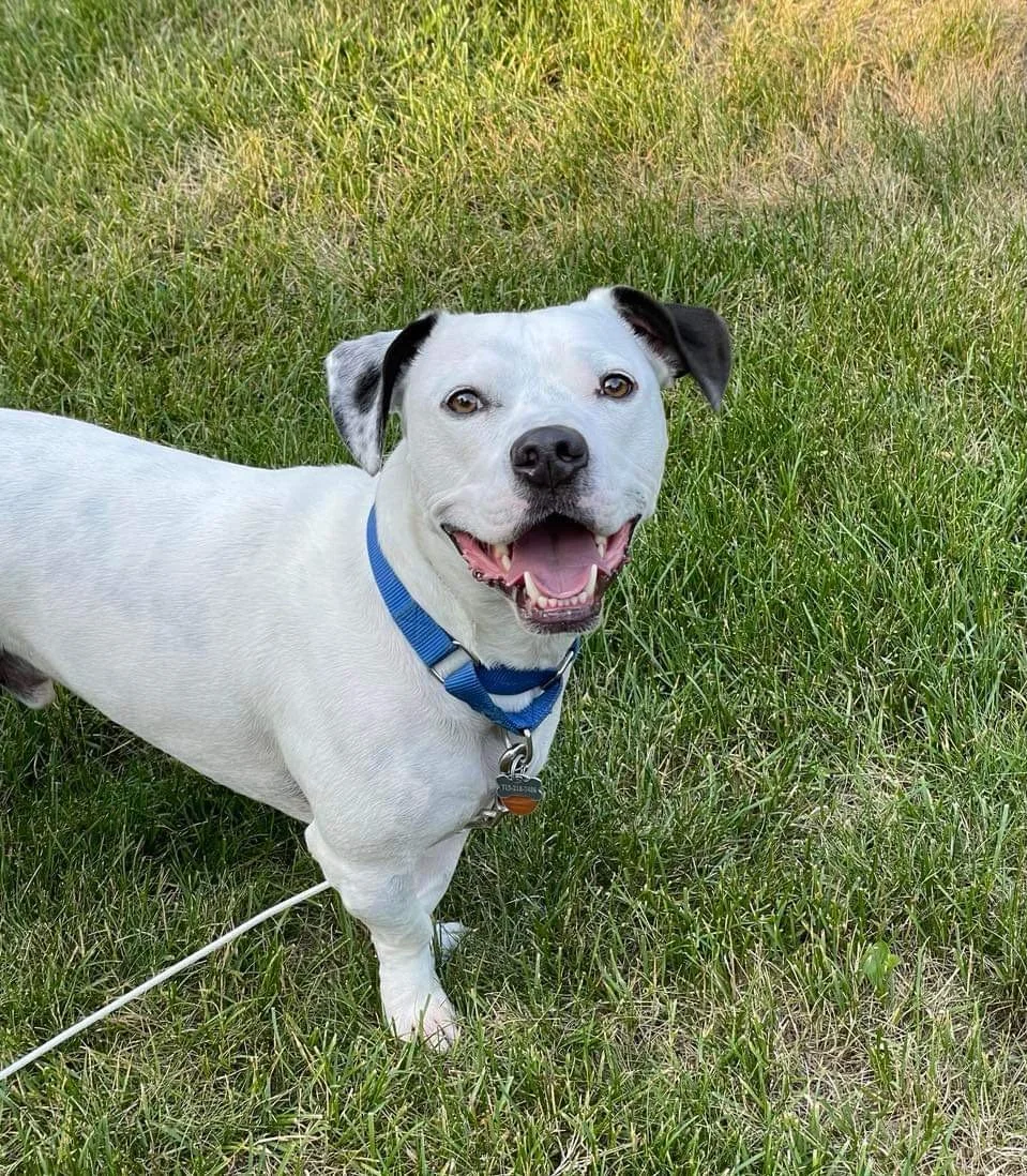 Adoptable Dogs — Fetch Foster and Rescue