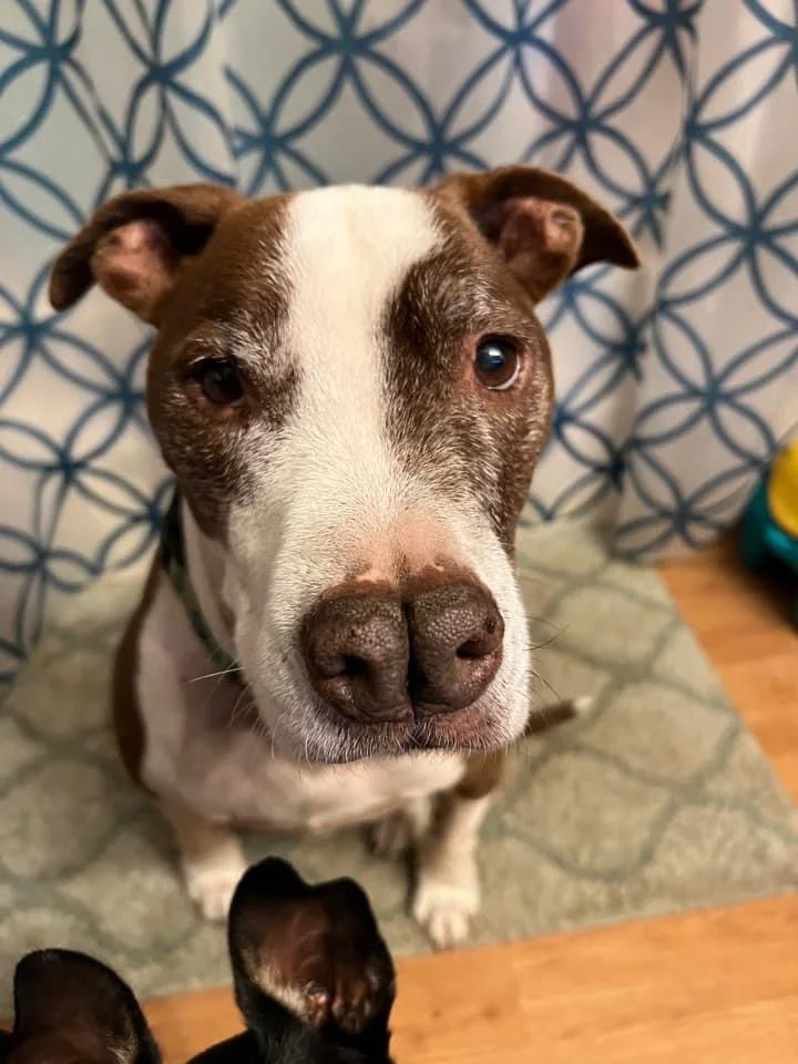 Adoptable Dogs — Fetch Foster and Rescue