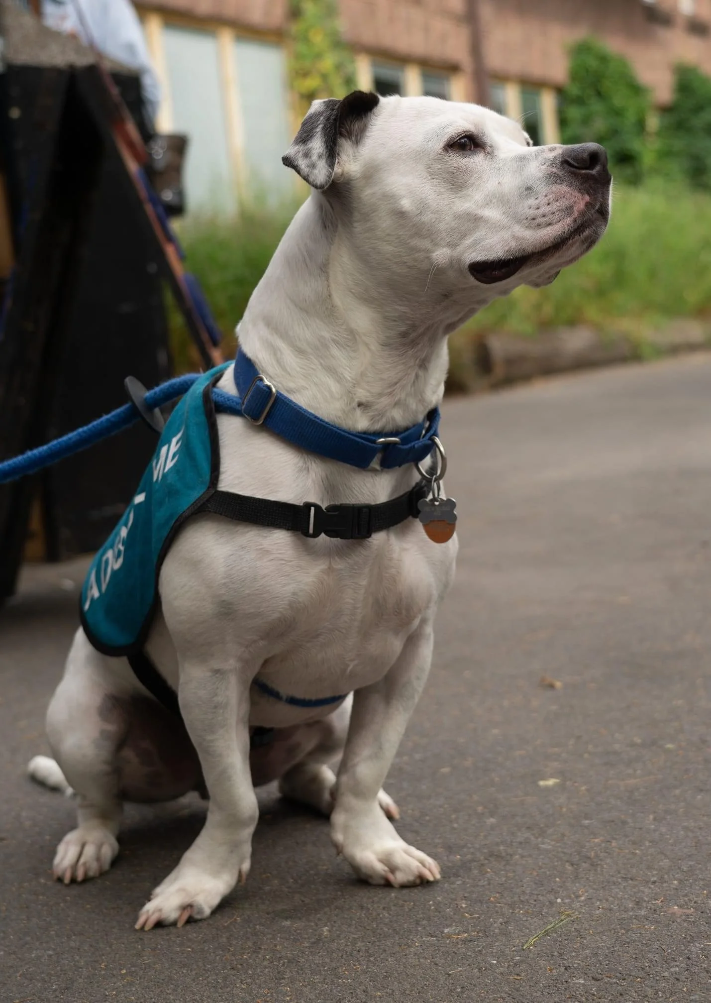 Adoptable Dogs — Fetch Foster and Rescue