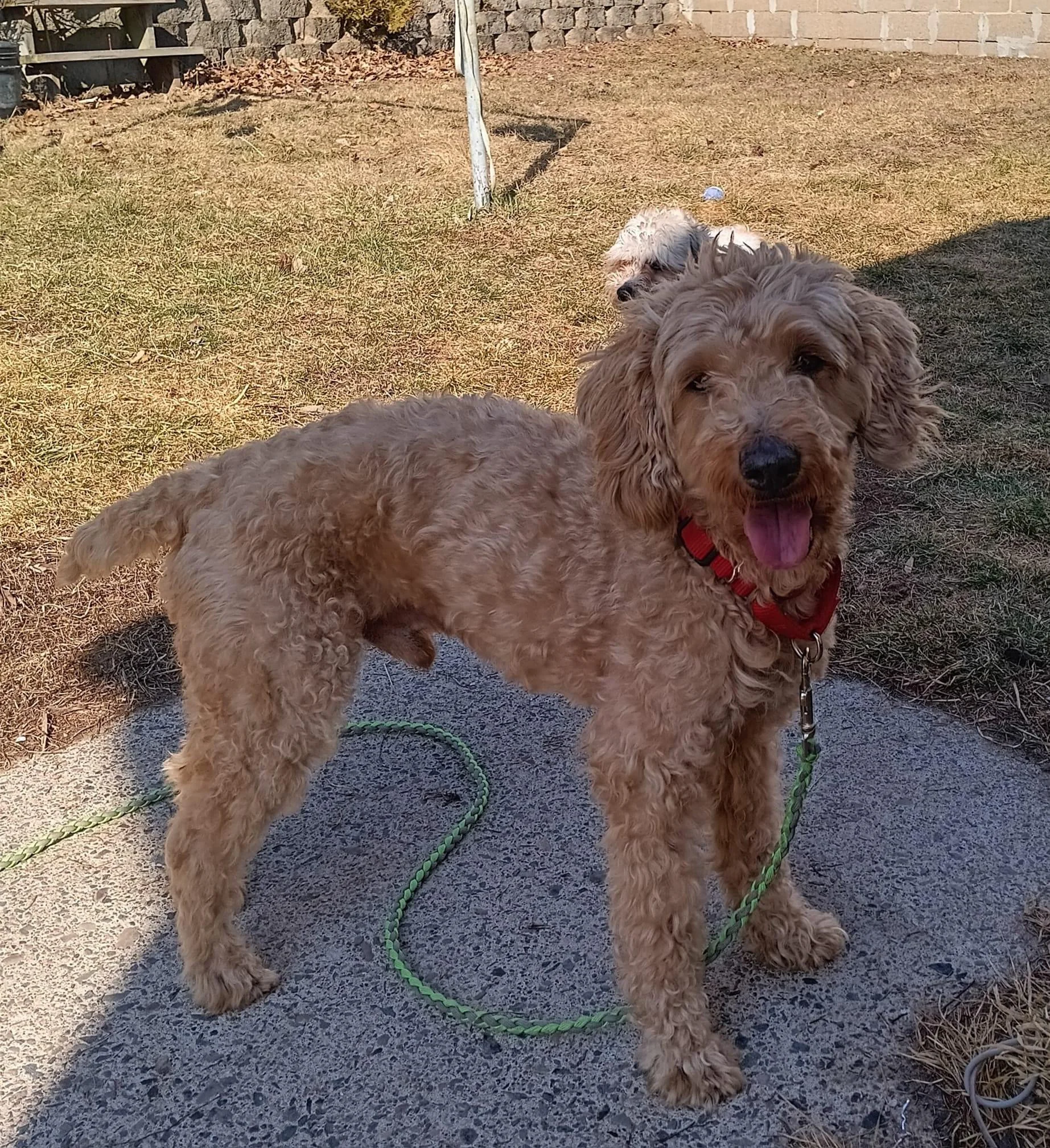 Adoptable Dogs — Fetch Foster and Rescue