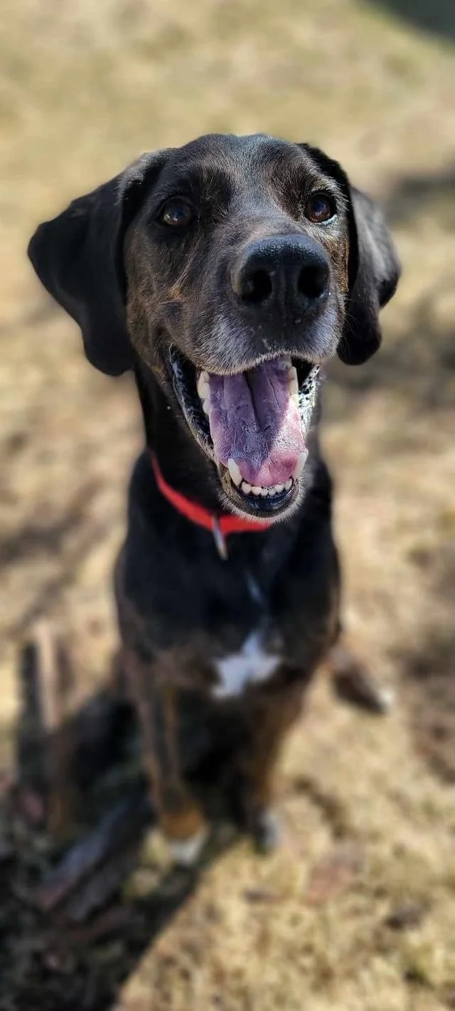 Adoptable Dogs — Fetch Foster and Rescue