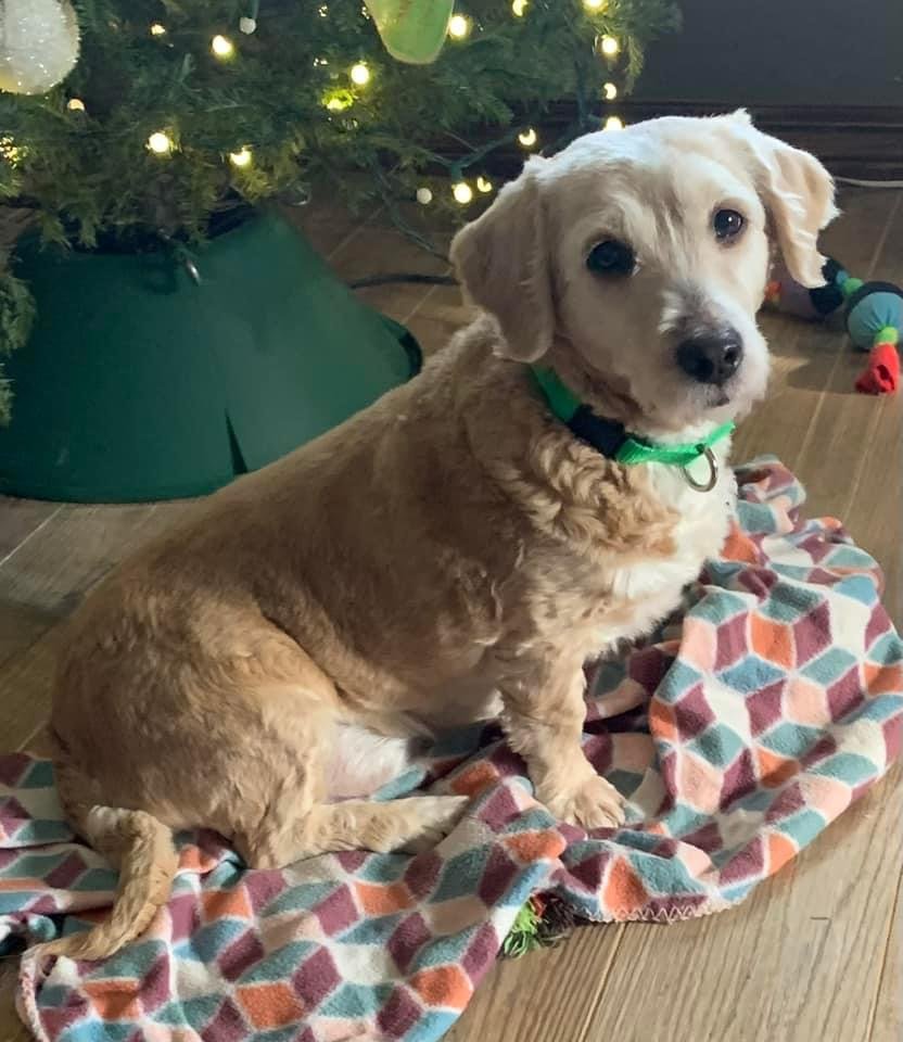 Adoptable Dogs — Fetch Foster and Rescue