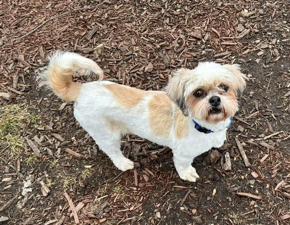 Adoptable Dogs — Fetch Foster and Rescue