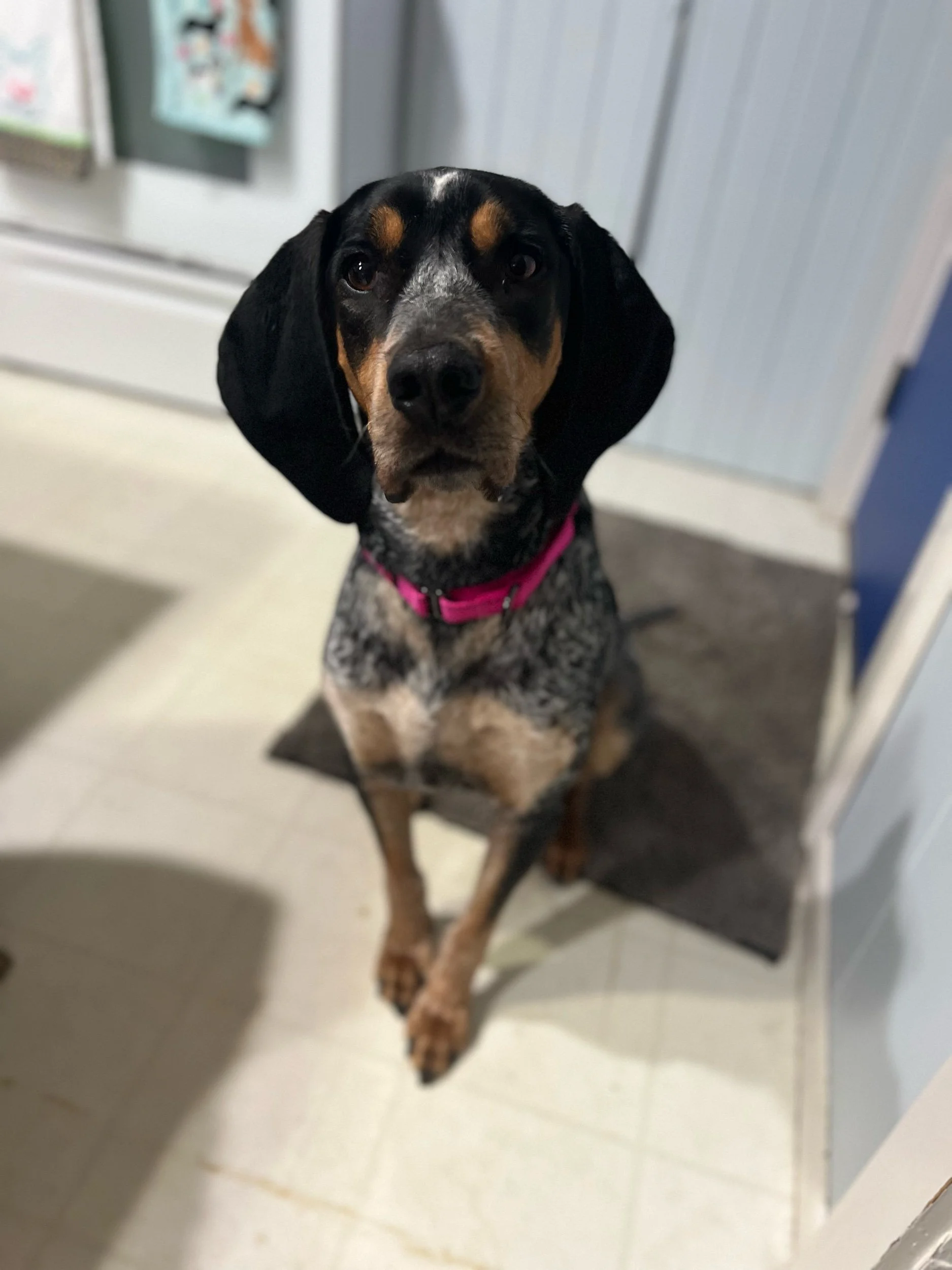 Adoptable Dogs — Fetch Foster and Rescue