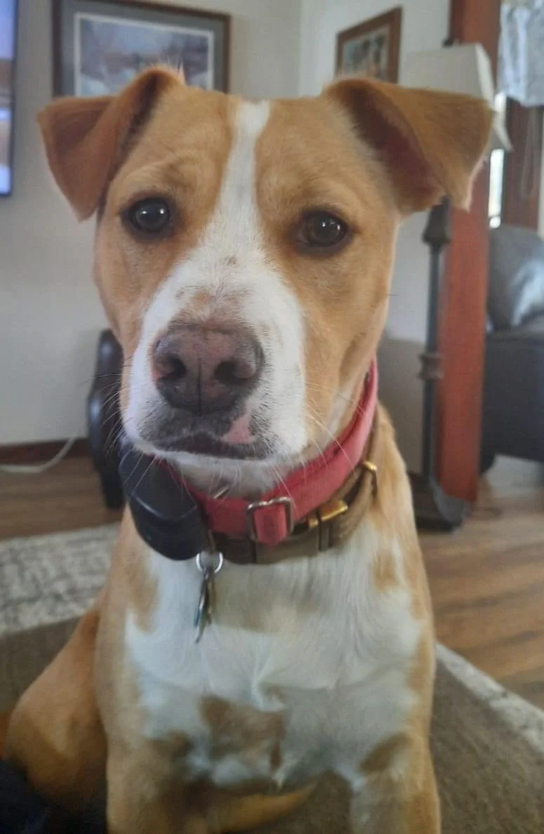 Adoptable Dogs — Fetch Foster and Rescue