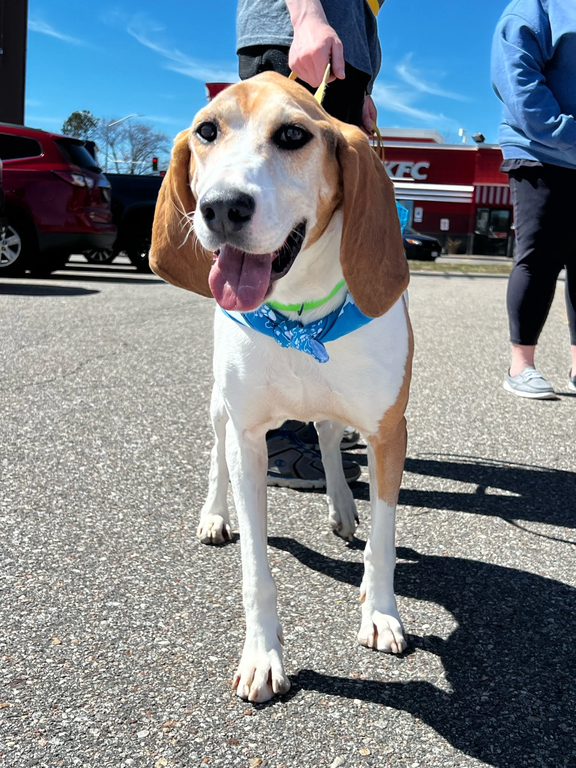 Adoptable Dogs — Fetch Foster and Rescue