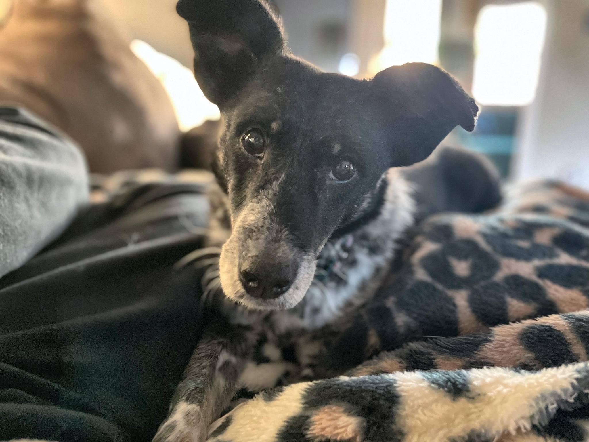 Adoptable Dogs — Fetch Foster and Rescue
