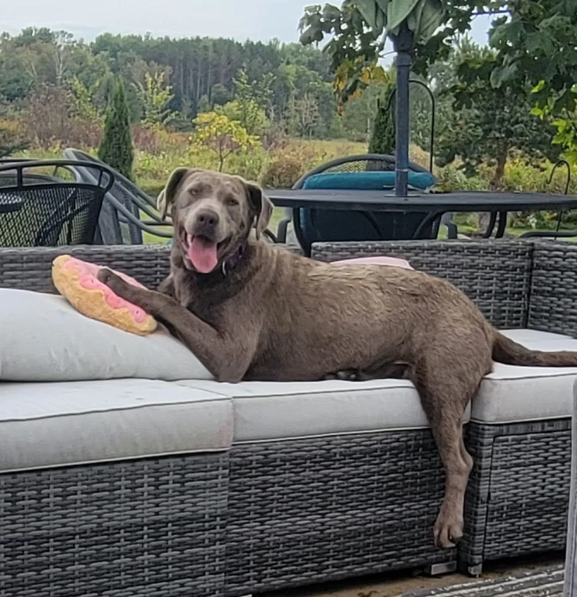 Adoptable Dogs — Fetch Foster and Rescue