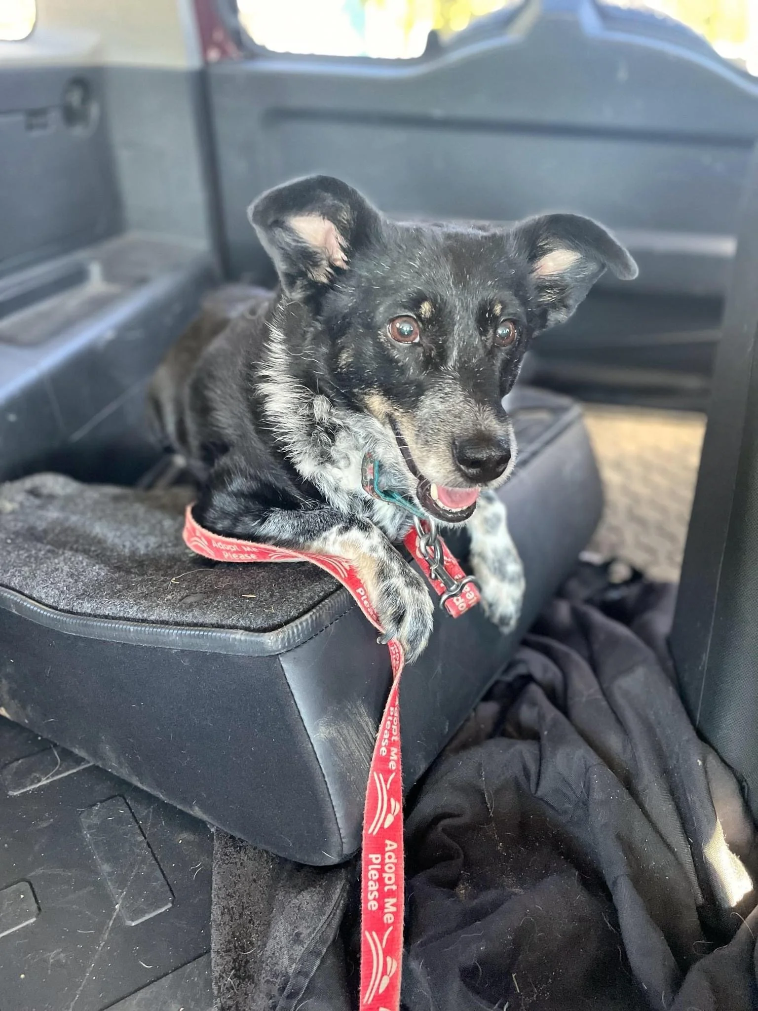 Adoptable Dogs — Fetch Foster and Rescue