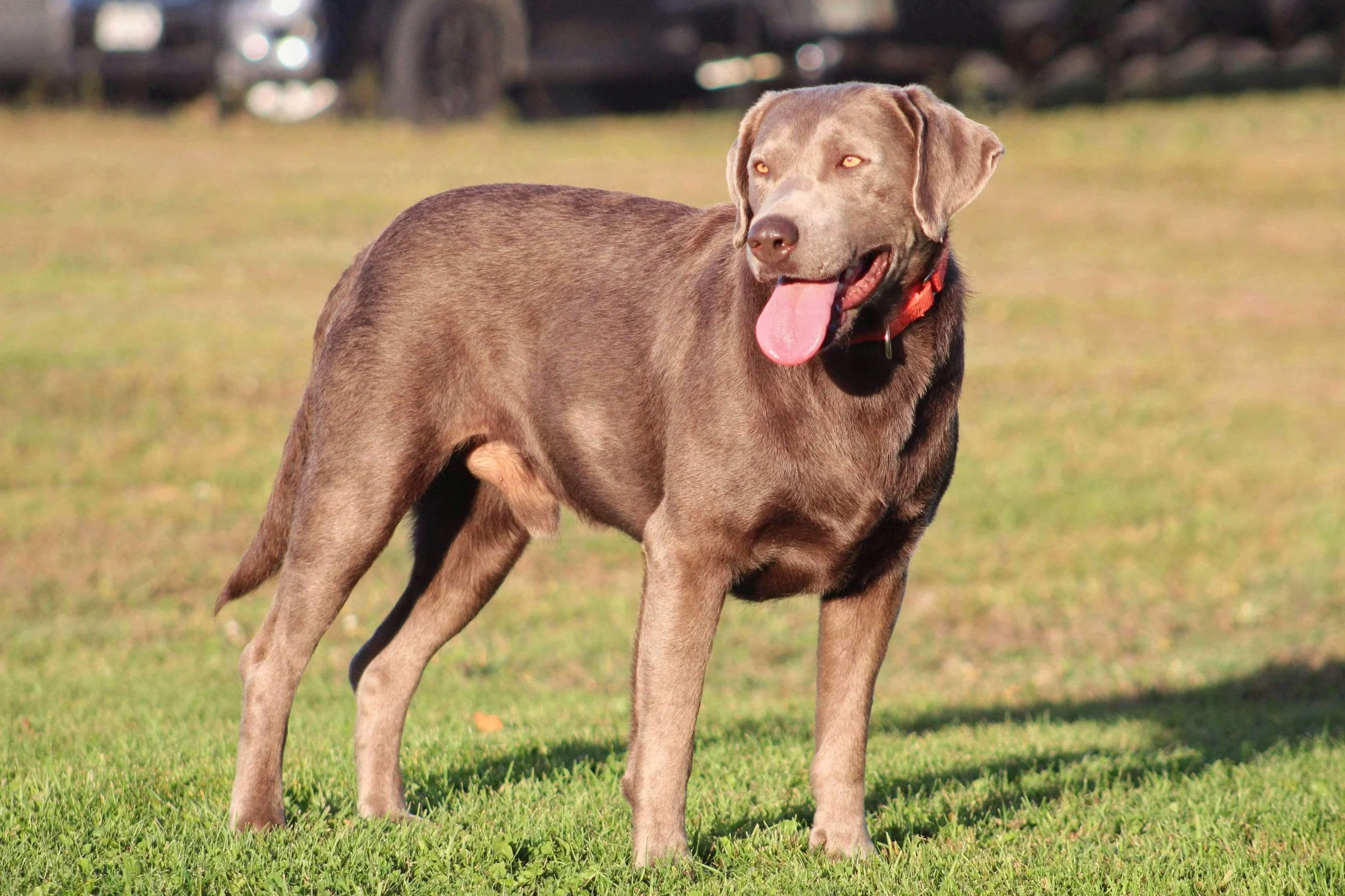 Adoptable Dogs — Fetch Foster and Rescue