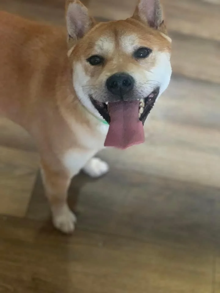 Adoptable Dogs — Fetch Foster and Rescue