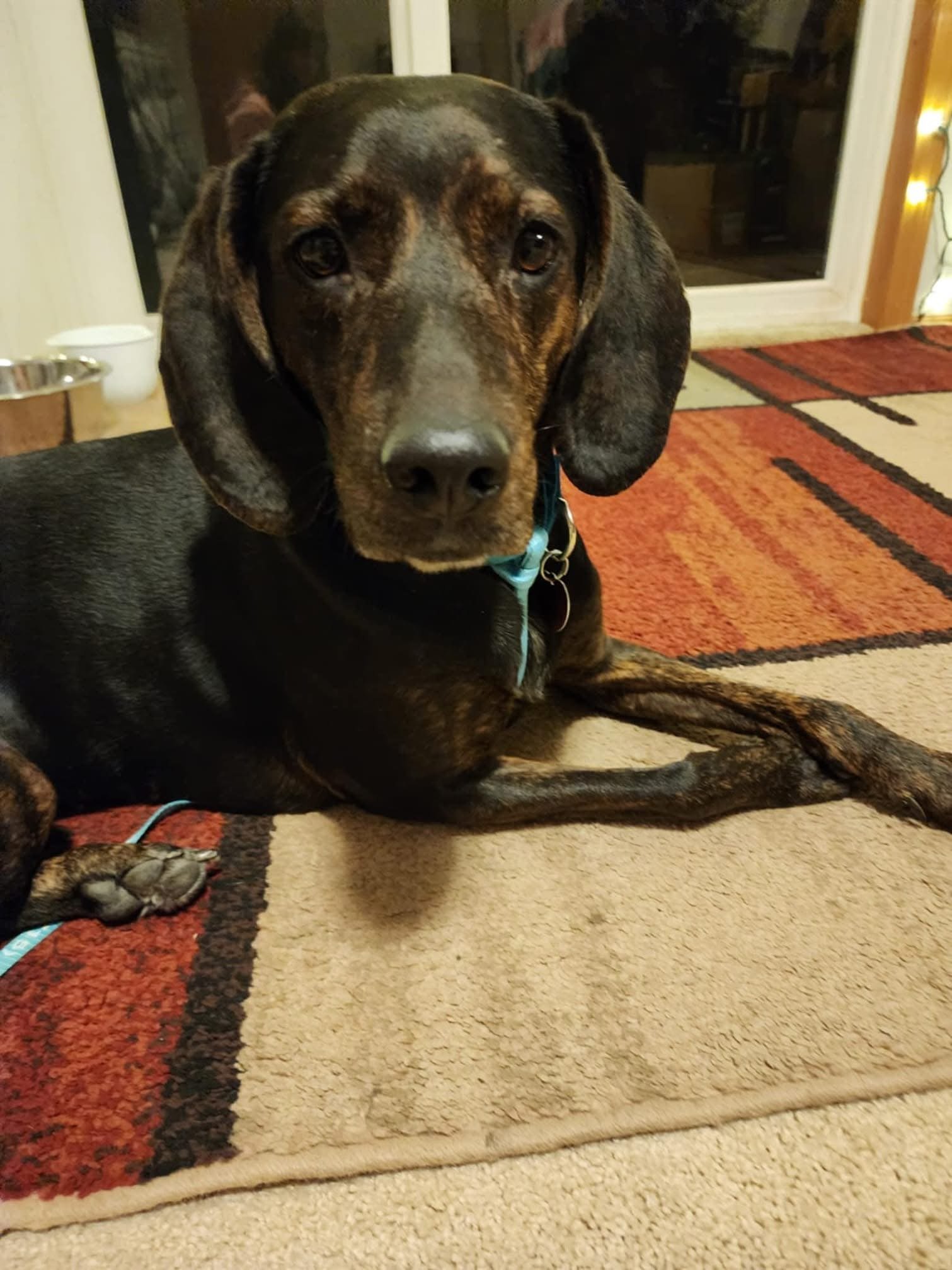 Adoptable Dogs — Fetch Foster and Rescue