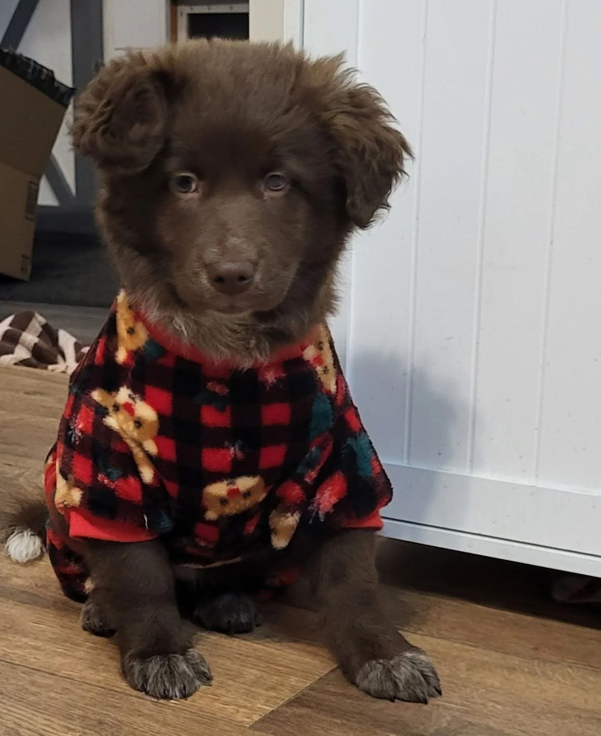 Adoptable Dogs — Fetch Foster and Rescue