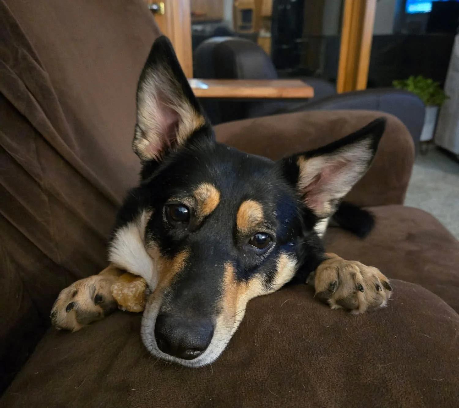 Adoptable Dogs — Fetch Foster and Rescue