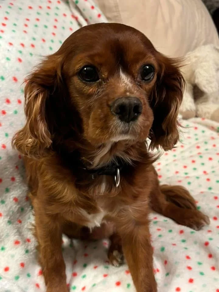 Adoptable Dogs — Fetch Foster and Rescue