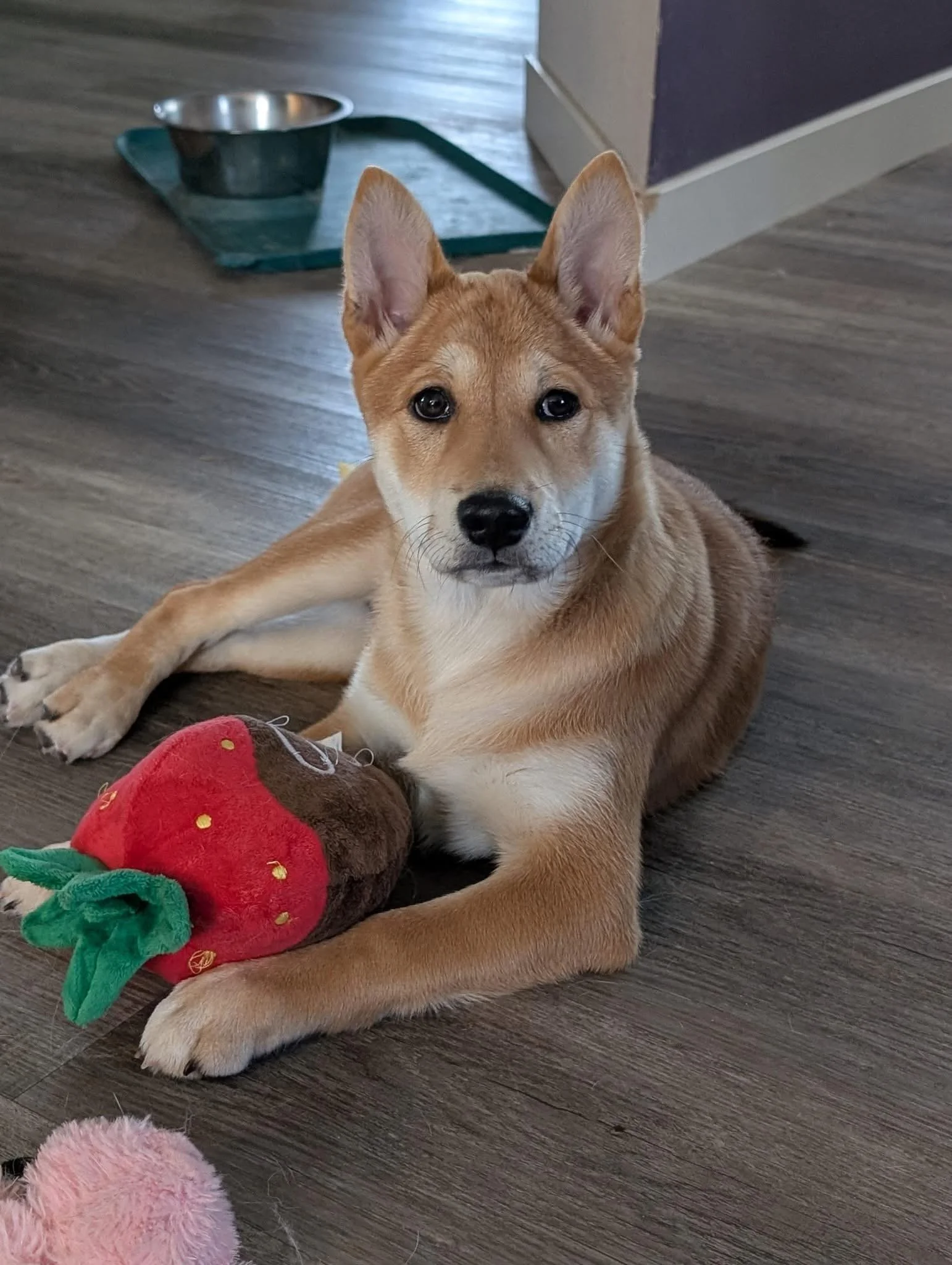 Adoptable Dogs — Fetch Foster and Rescue