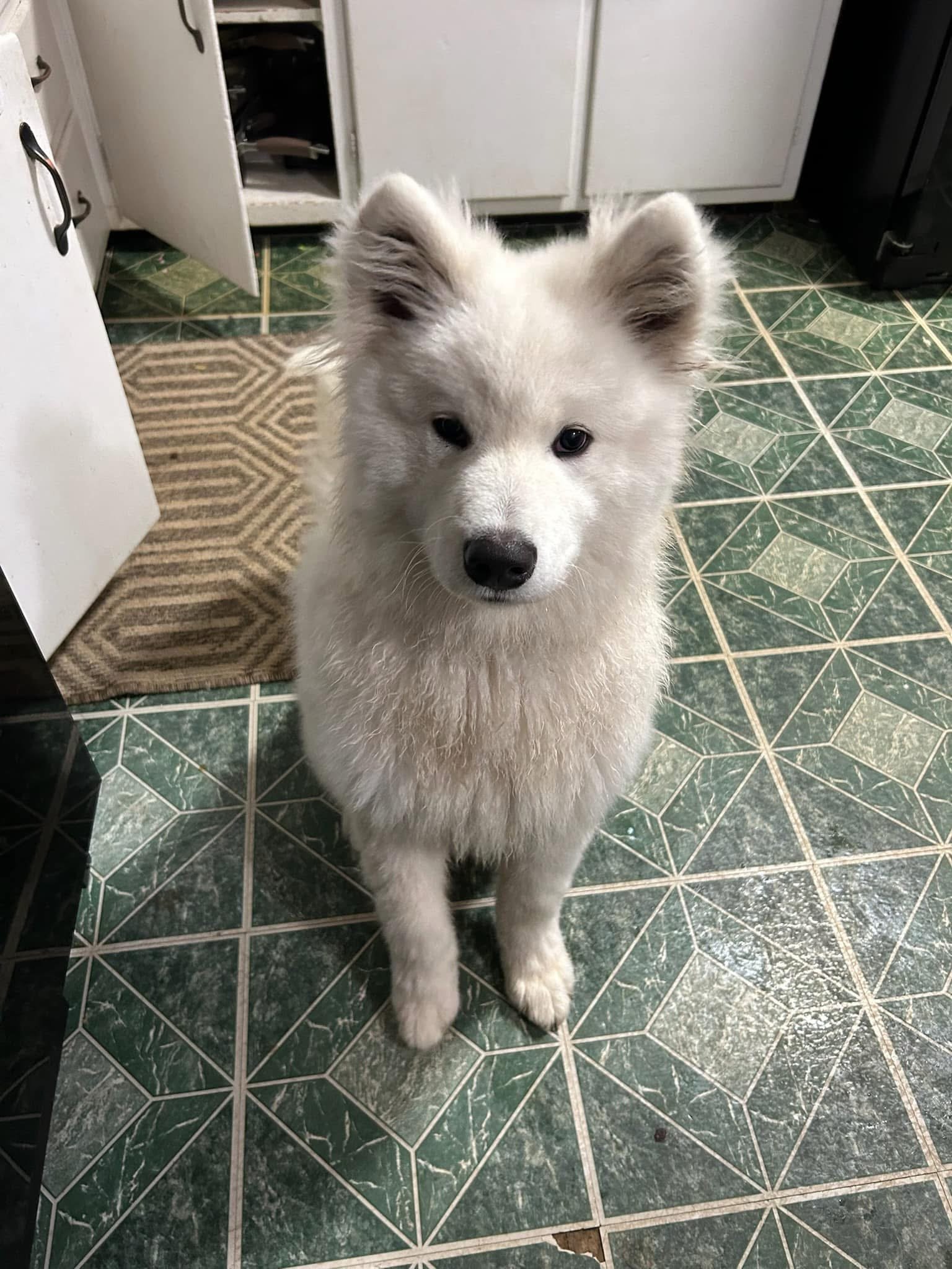 Adoptable Dogs — Fetch Foster and Rescue