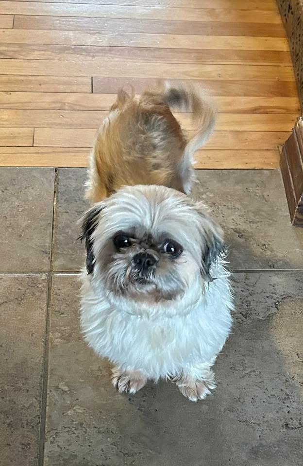 Dory — Fetch Foster and Rescue