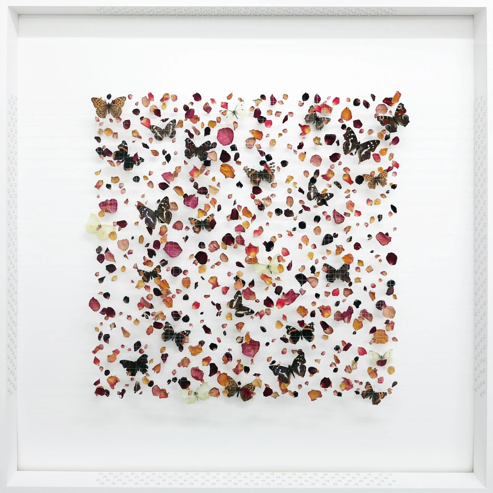 Anna Masters — Contemporary Collective