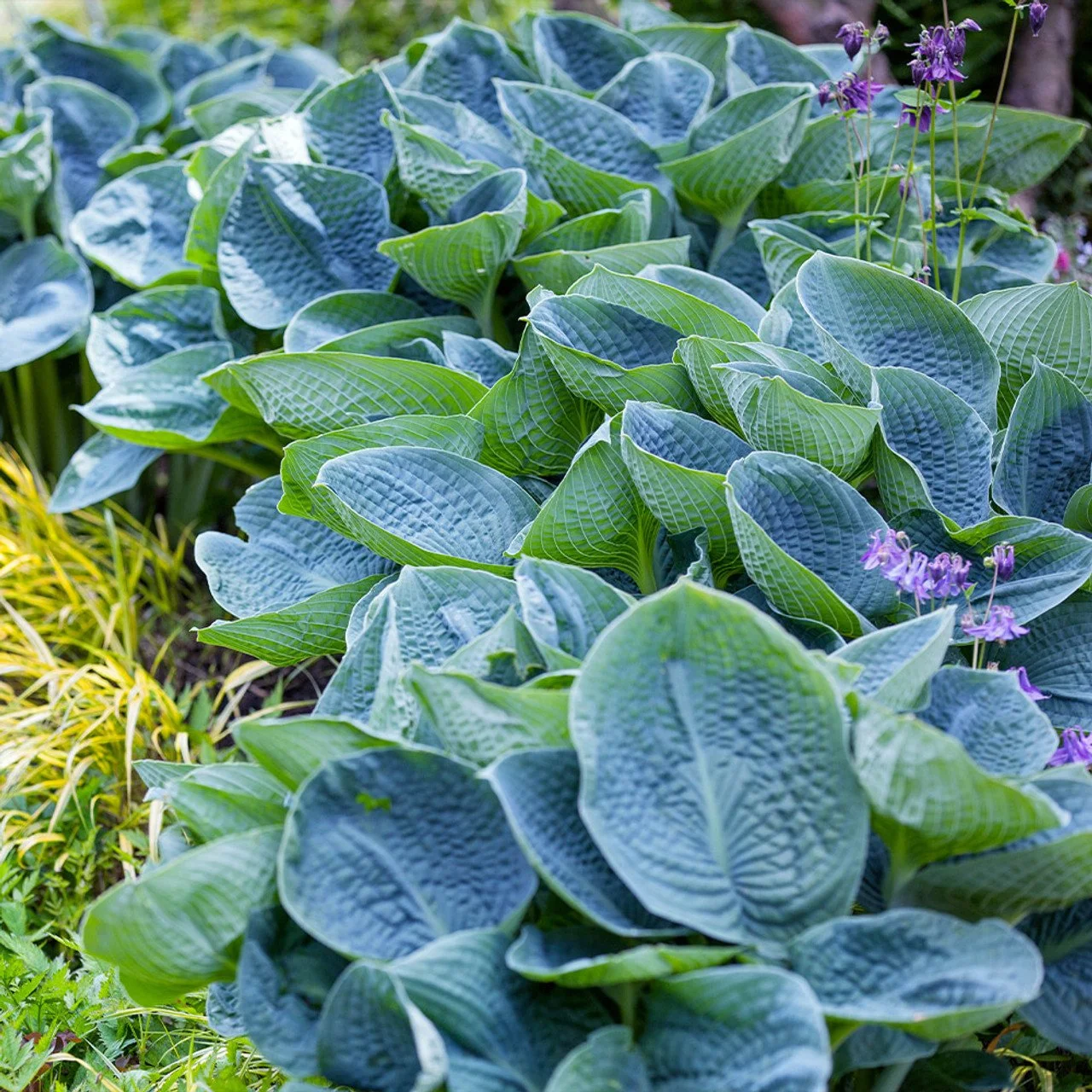 Hosta — Lawns of Tulsa