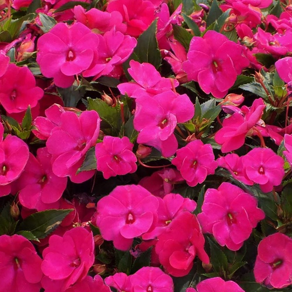 Sunpatiens — Lawns of Tulsa
