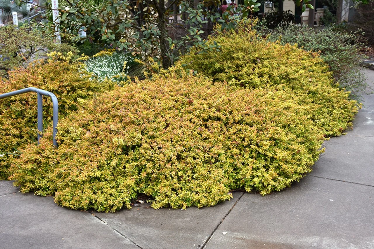Kaleidoscope Abelia