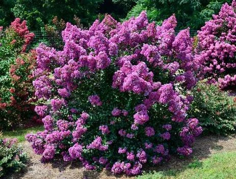 Purple Magic Crape Myrtle — Lawns of Tulsa