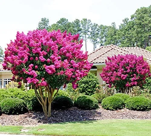 Pink Velour Crape Myrtle Tree