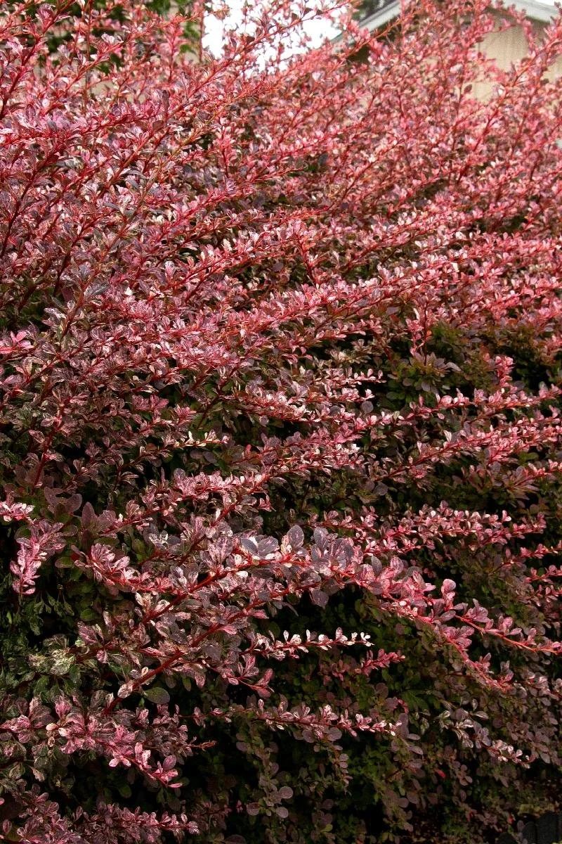 Rose Glow Japanese Barberry - 3 Gallon Container — Lawns of Tulsa