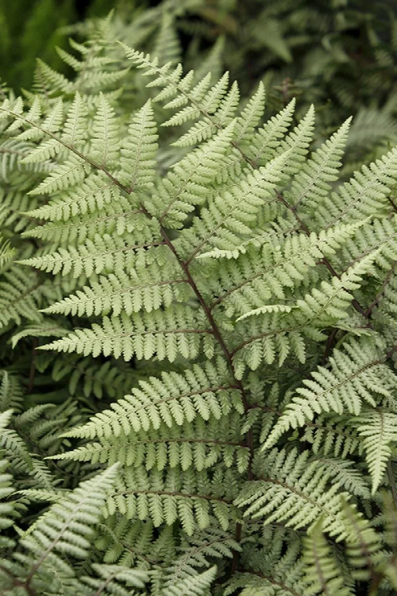 Ghost Fern - 1 Gallon Container — Lawns of Tulsa