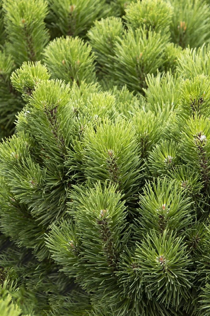 Little Rick Mugo Pine - 5 Gallon Container — Lawns of Tulsa